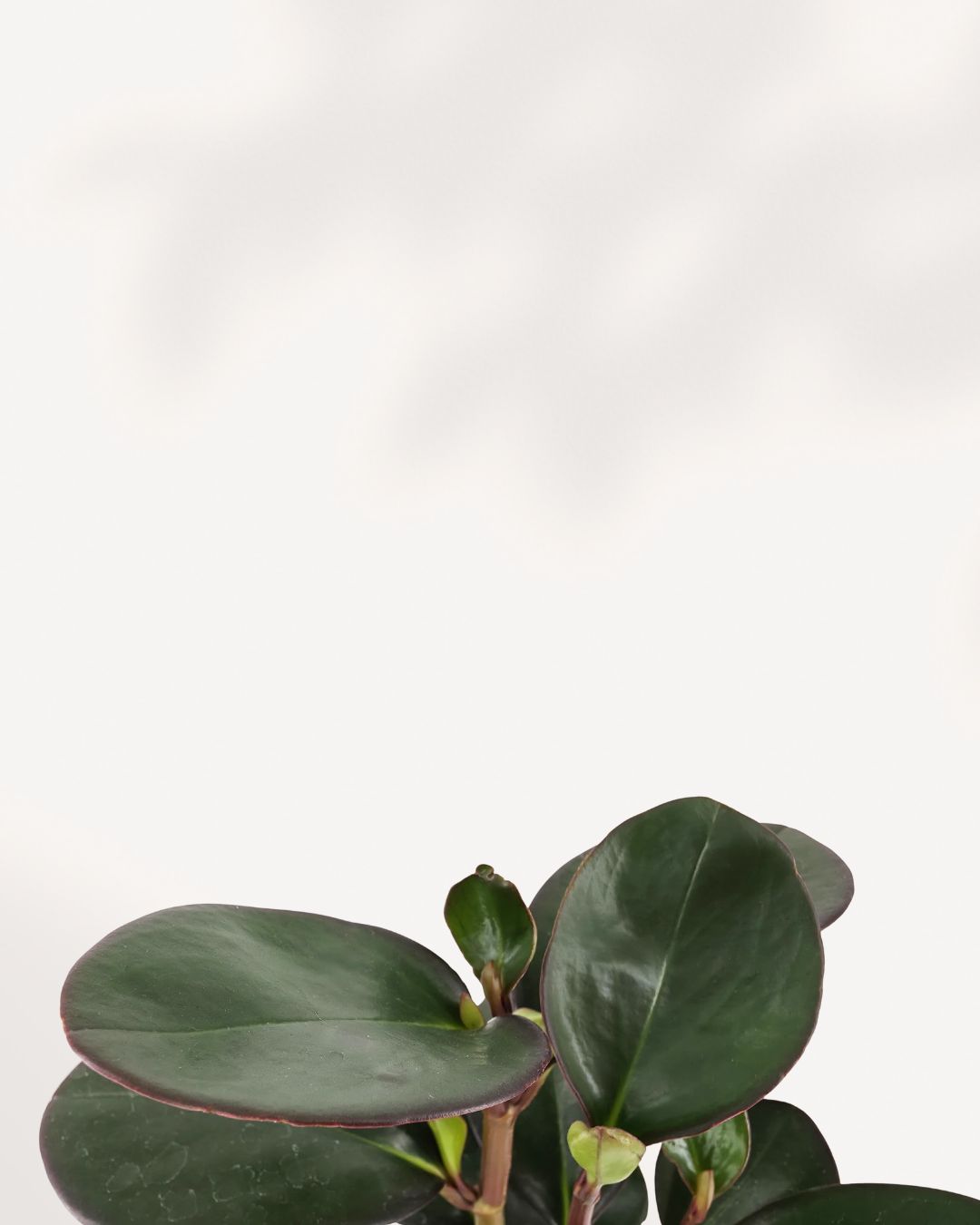 Peperomia Red Margin | Low-Maintenance Indoor Plant | Mygreenscape ...