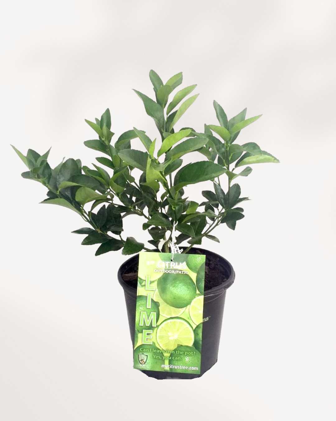 Persian Lime (Bearss Lime) – Juicy & Seedless Citrus Tree | Buy Online