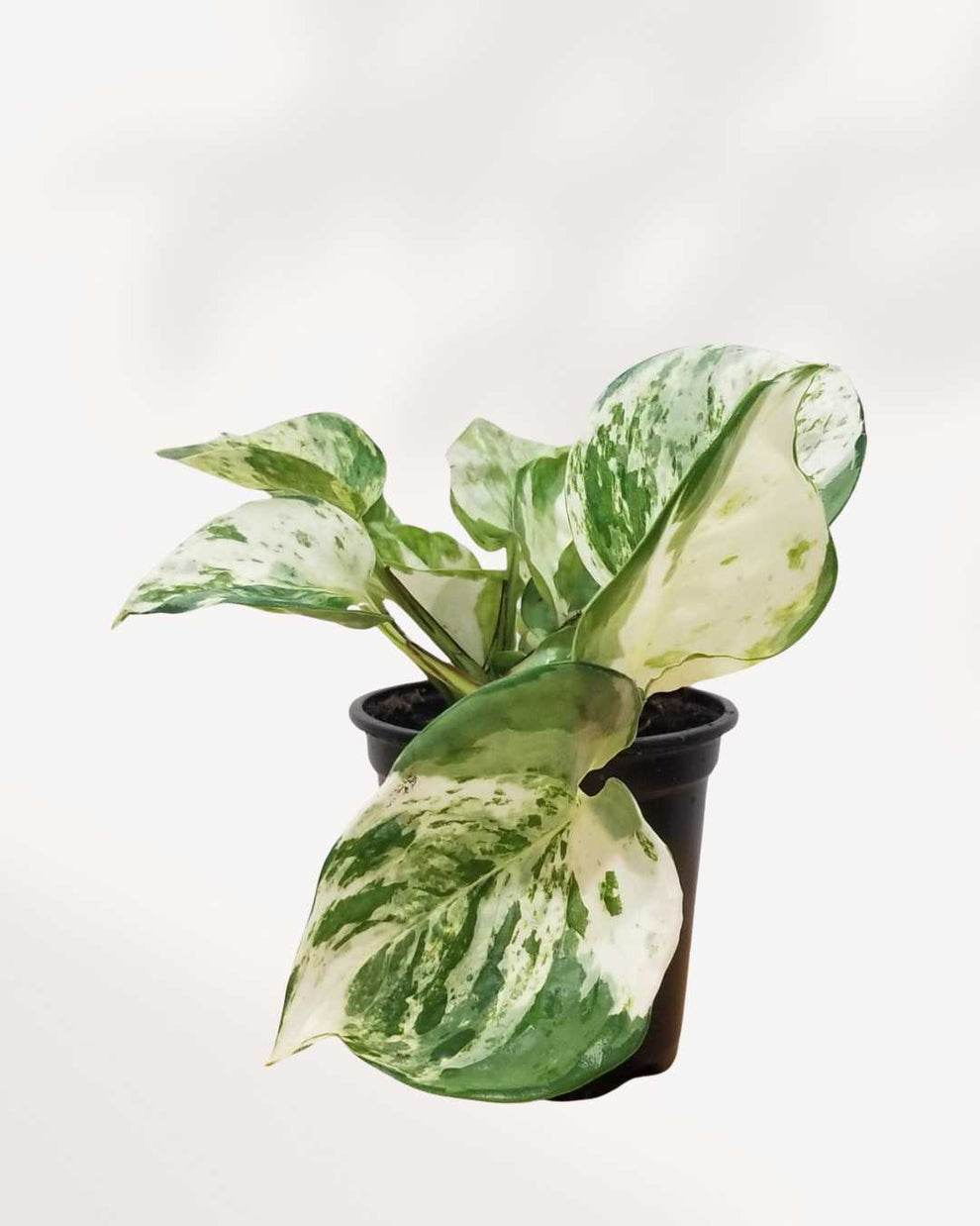 Buy Pothos Manjula Online | Stunning Variegated Pothos for Your Home