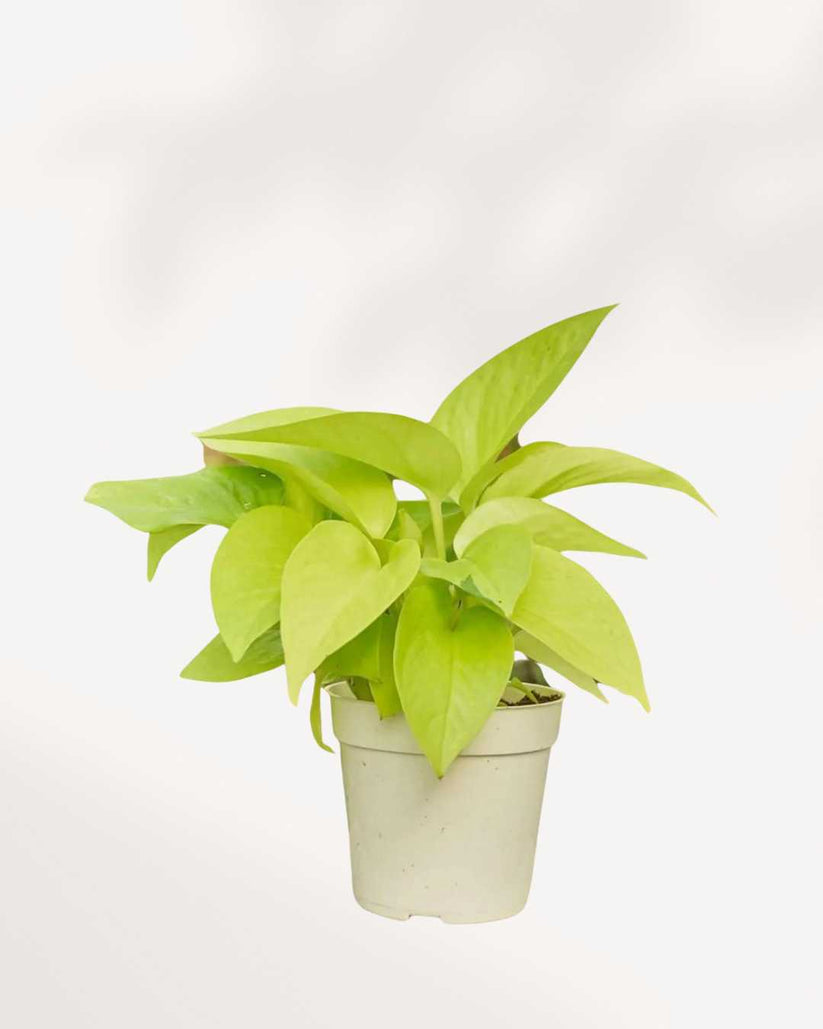 Pothos Neon Vibrant Neon-Green Foliage plant | Shop Now | Mygreenscape ...