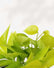 Pothos Neon Vibrant Neon-Green Foliage plant | Shop Now