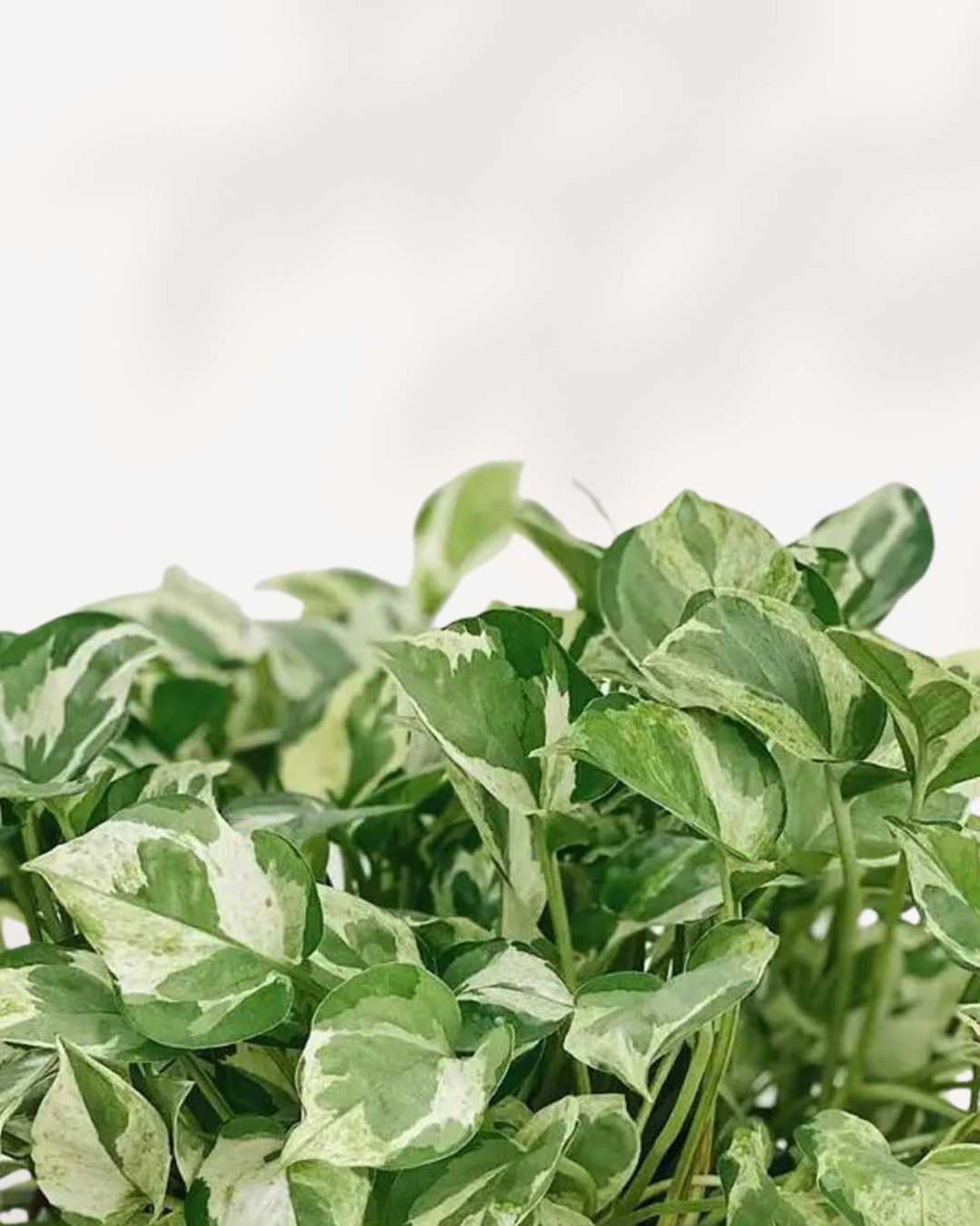 Buy Pothos Plants Online - MyGreenscape Nursery | Mygreenscape | Buy ...