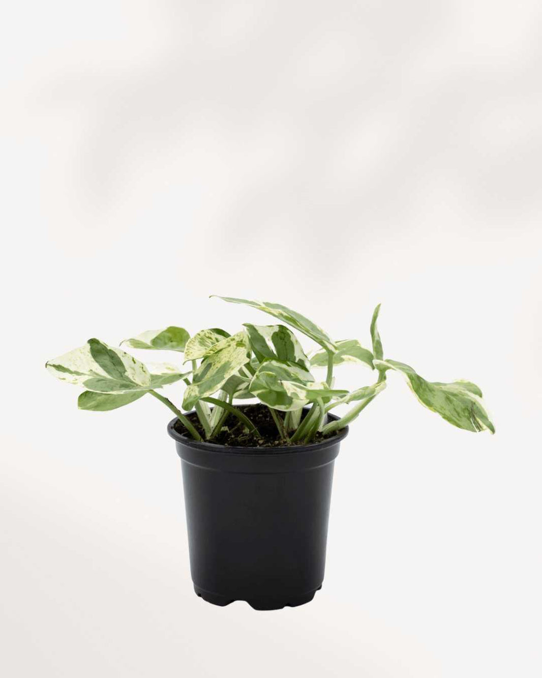 Buy Pothos Plants Online - MyGreenscape Nursery | Mygreenscape | Buy ...