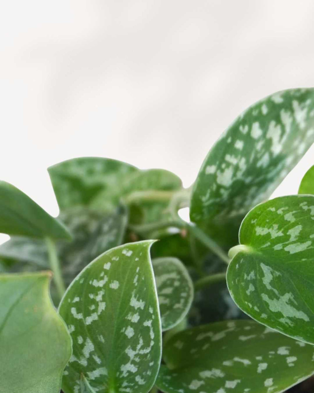Buy Pothos Plants Online - MyGreenscape Nursery | Mygreenscape | Buy ...