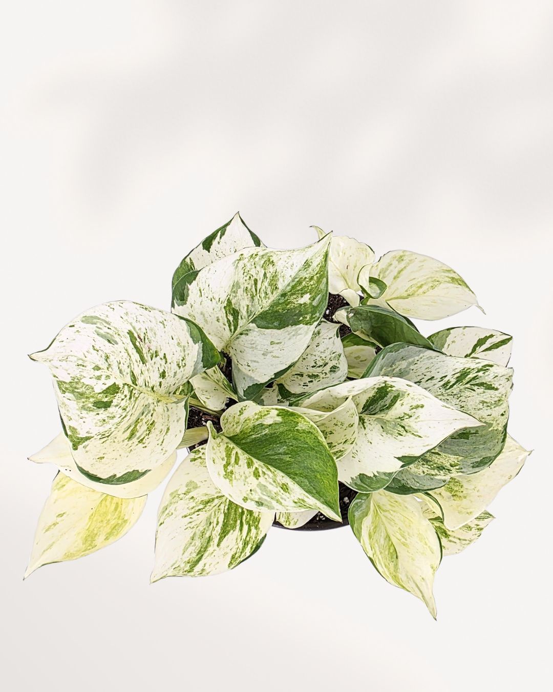 Buy Pothos Manjula Online | Stunning Variegated Pothos for Your Home ...