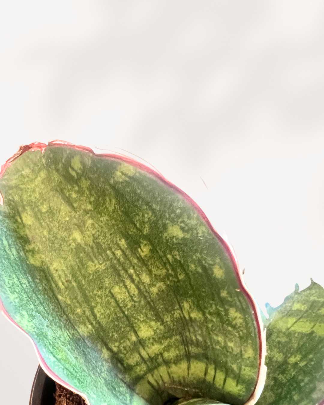 Sansevieria Francissii Spiky | Buy Rare Snake Plant Online in Canada
