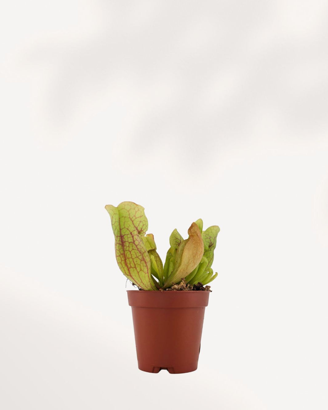 Carnivorous Plants Canada | Venus Fly Trap, Pitcher Plants ...