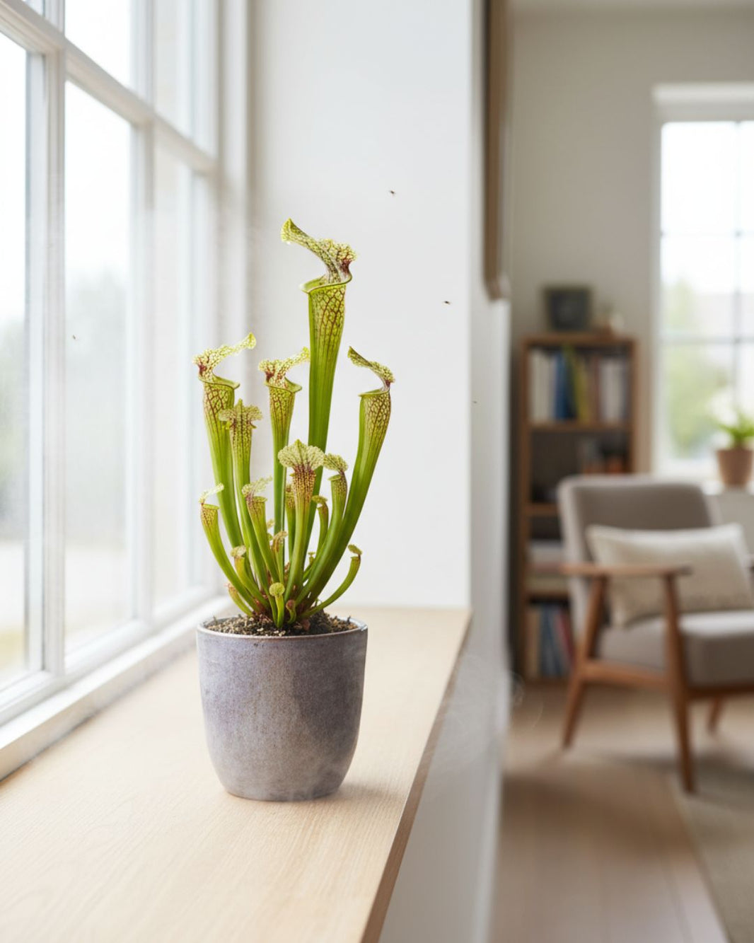 Carnivorous Plants Canada | Venus Fly Trap, Pitcher Plants ...