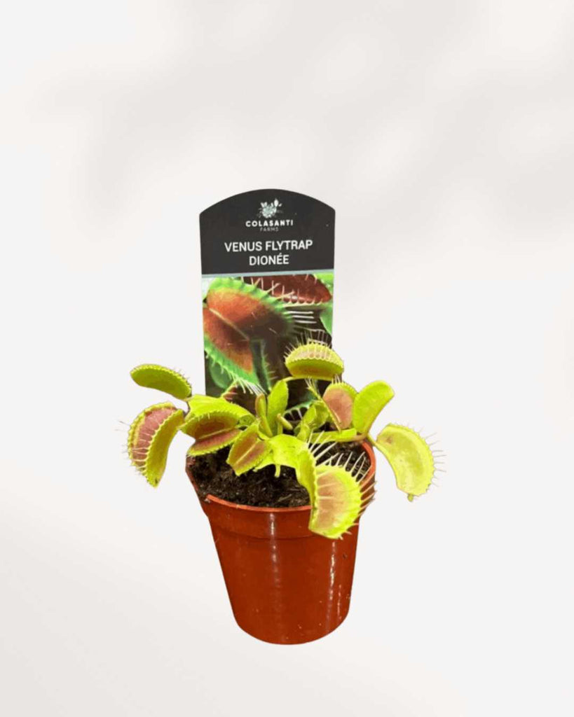 Venus Flytrap | Buy Online - Carnivorous Plant for Unique Indoor ...