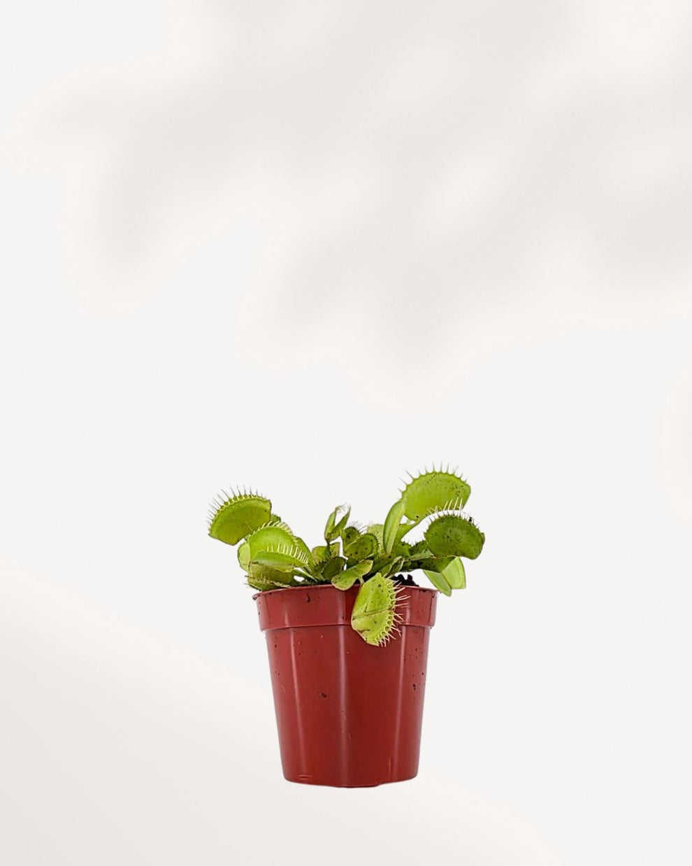 Venus Flytrap | Buy Online - Carnivorous Plant for Unique Indoor ...