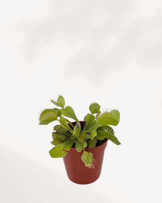 Venus Flytrap | Buy Online - Carnivorous Plant for Unique Indoor ...